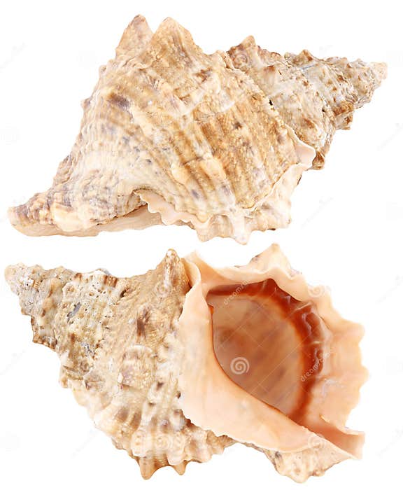 Seeshell Getrennt Auf Einem Weiß Stockfoto - Bild von meer, wasser ...