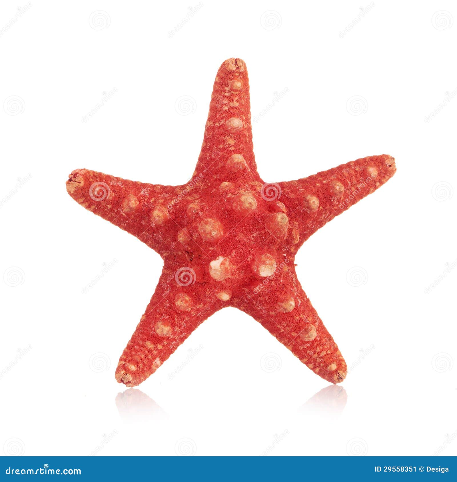 Seestern getrennt auf Weiß stockbild. Bild von riff, holperig - 29558351