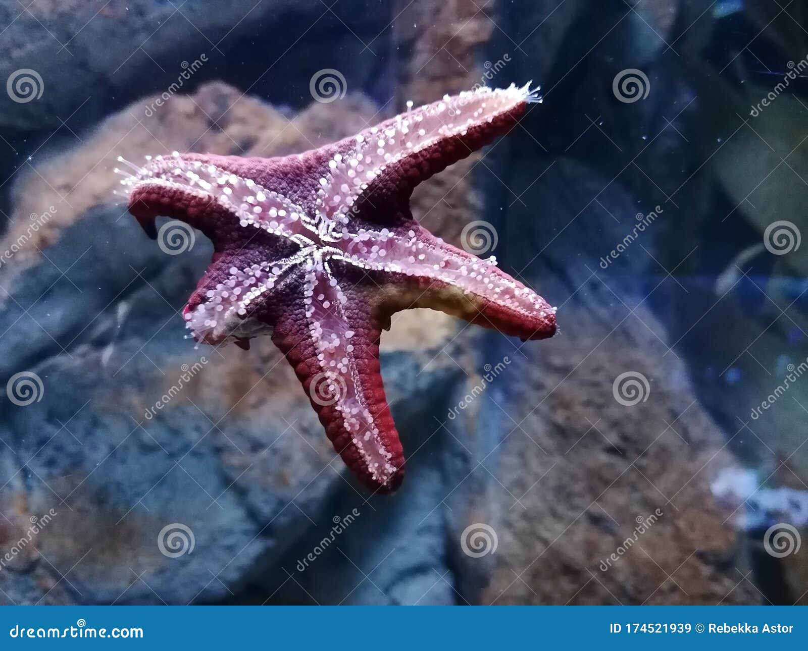 Seestern im Aquarium stock image. Image of saugknopf - 174521939