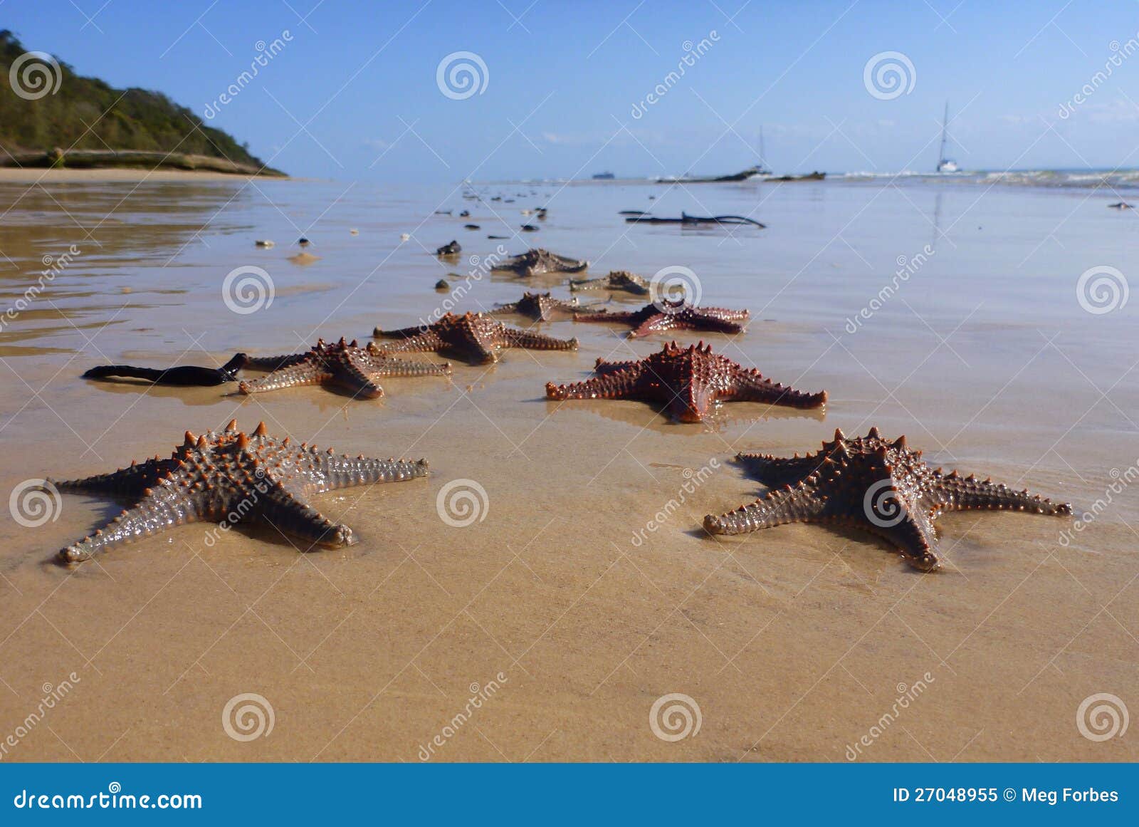 Seesterne auf dem Strand stockbild. Bild von insel, queens - 27048955