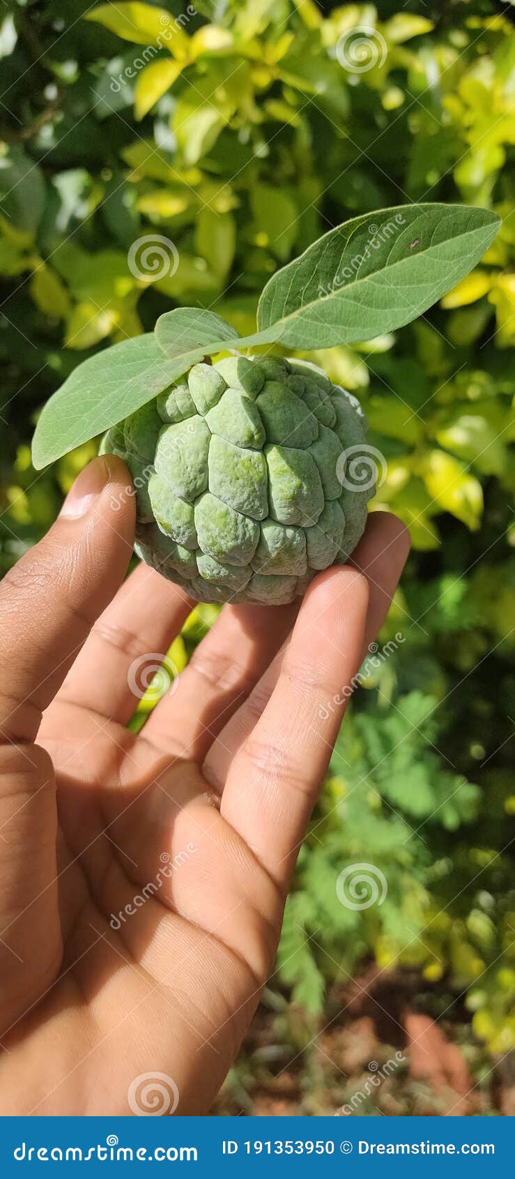 Seetaphal stock photo. Image of fruitavailable, seasonphoto - 191353950