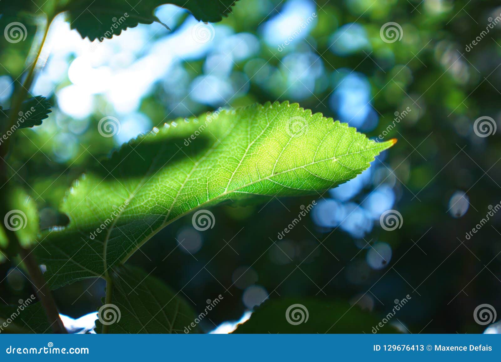 Seethrough leaf stock image. Image of wildlifelovers - 129676413