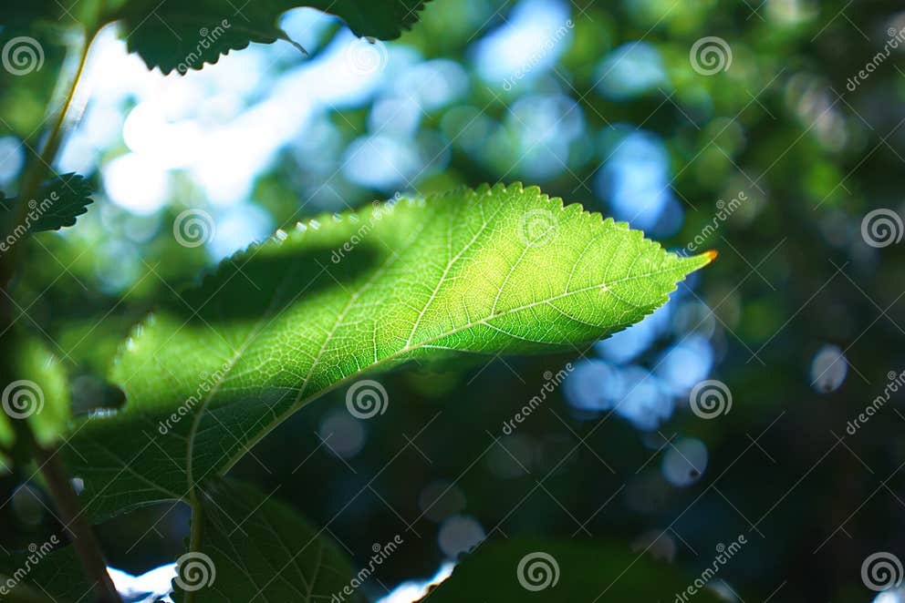 Seethrough leaf stock image. Image of wildlifelovers - 129676413