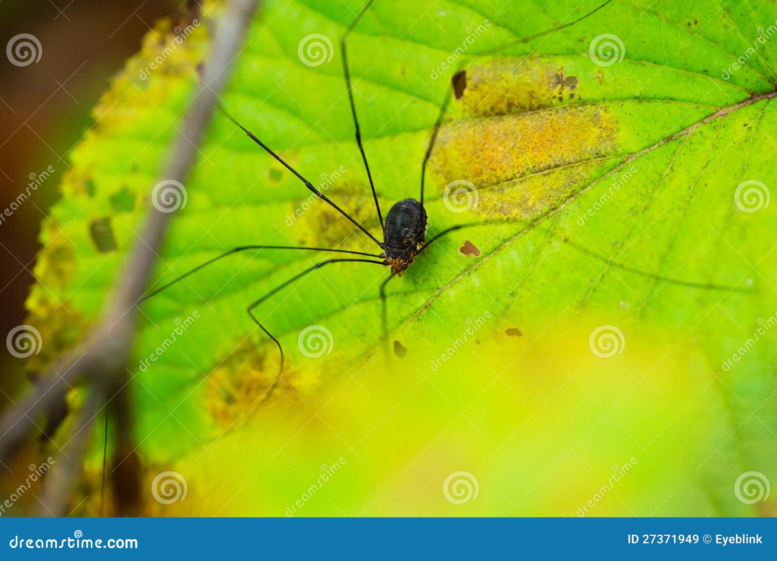 Segador imagen de archivo. Imagen de cubo, segador, bicho - 27371949