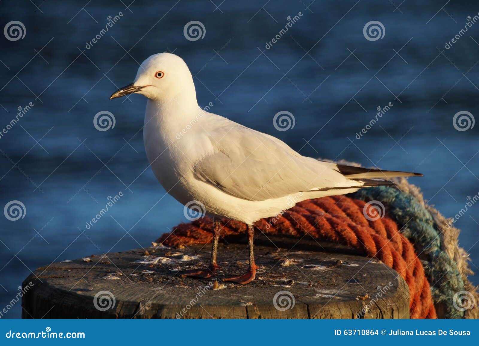 Segal bird stock photo. Image of birds, abel, beaches - 63710864
