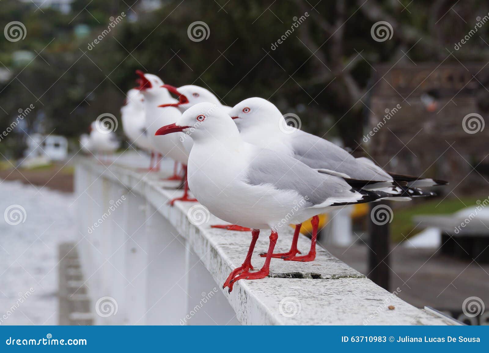 Segal bird stock image. Image of coast, resting, relaxation - 63710983