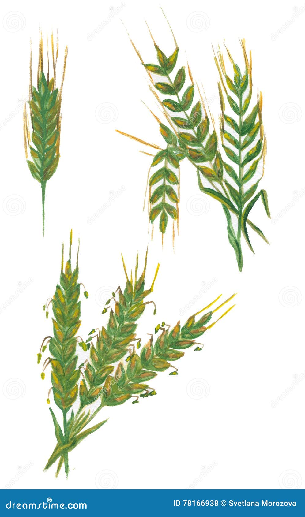 Segale, Orzo E Grano Isolati Su Bianco Illustrazione di Stock ...