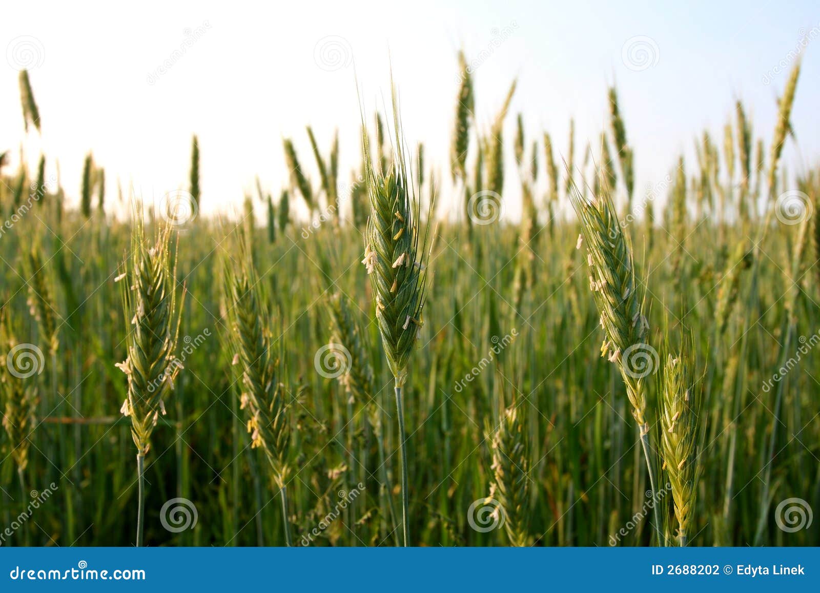 Segale verde fotografia stock. Immagine di crescere, campagna - 2688202