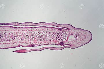 Segment of a Tapeworm Body Proglottid Stock Photo - Image of ...