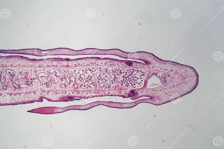 Segment of a Tapeworm Body Proglottid Stock Photo - Image of ...
