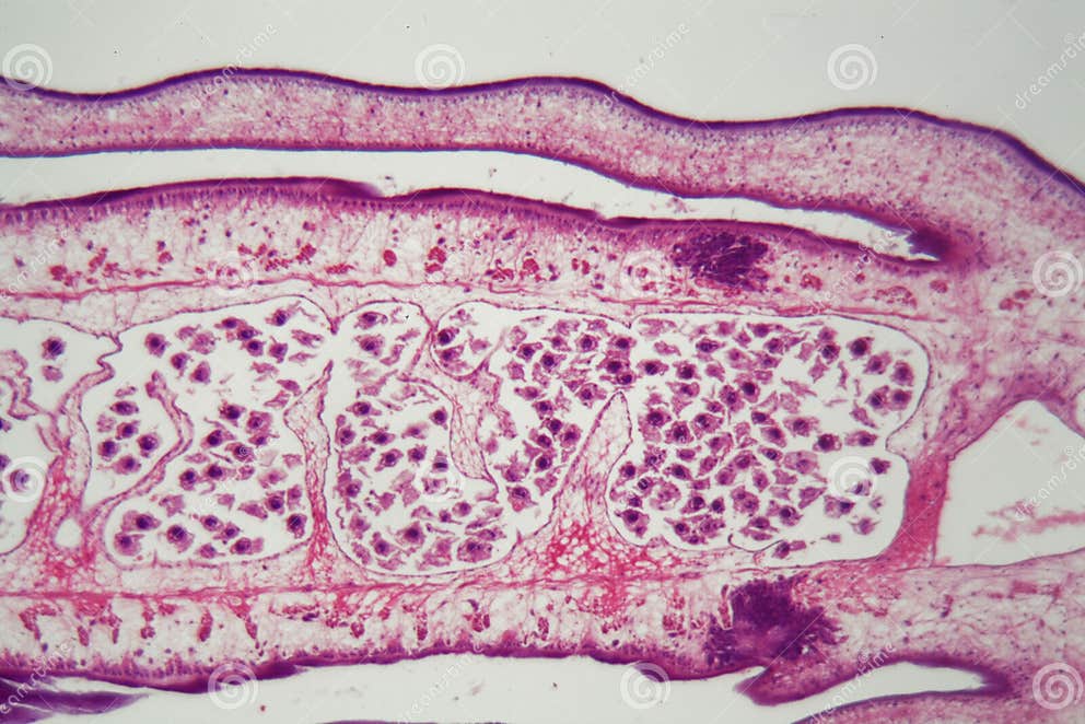 Segment of a Tapeworm Body Proglottid Stock Photo - Image of parasites ...