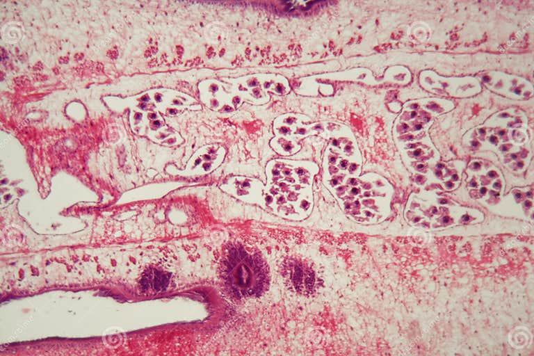 Segment of a Tapeworm Body Proglottid Stock Image - Image of organic ...