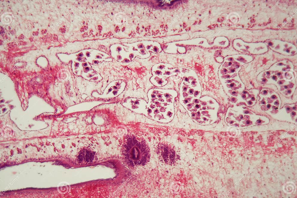 Segment of a Tapeworm Body Proglottid Stock Image - Image of organic ...
