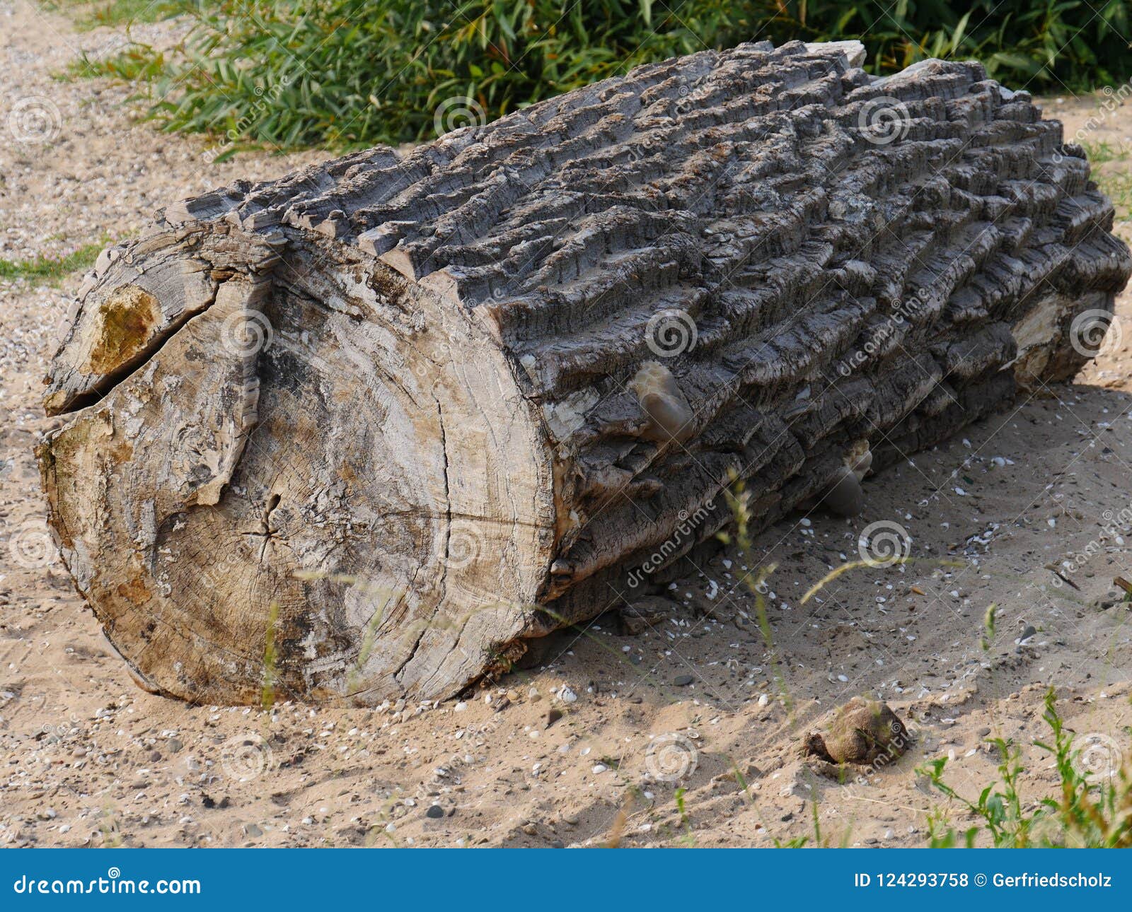 Segment of a Tree Trunk, As Driftwood, Stranded, Partly with Bark, Torn ...