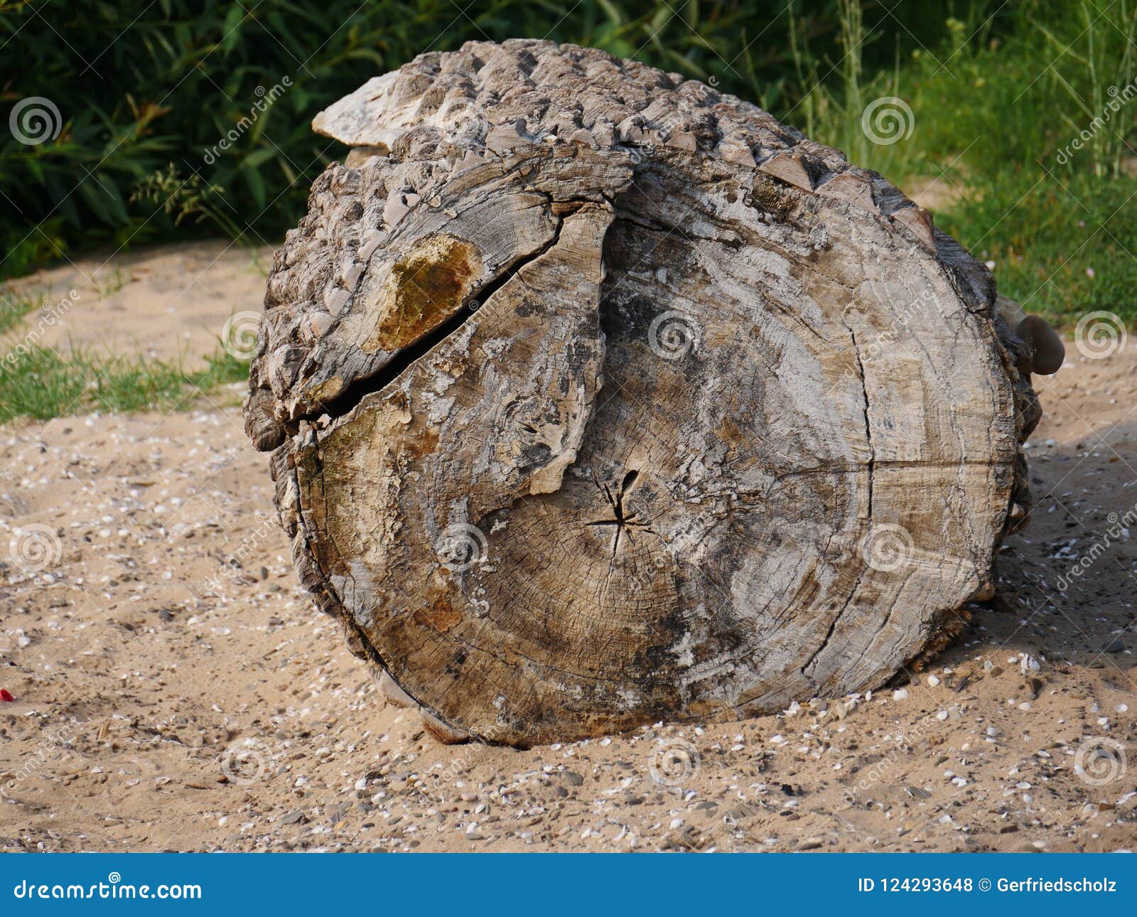 Segment of a Tree Trunk Clearly Visible Cut Surface, As Driftwood ...