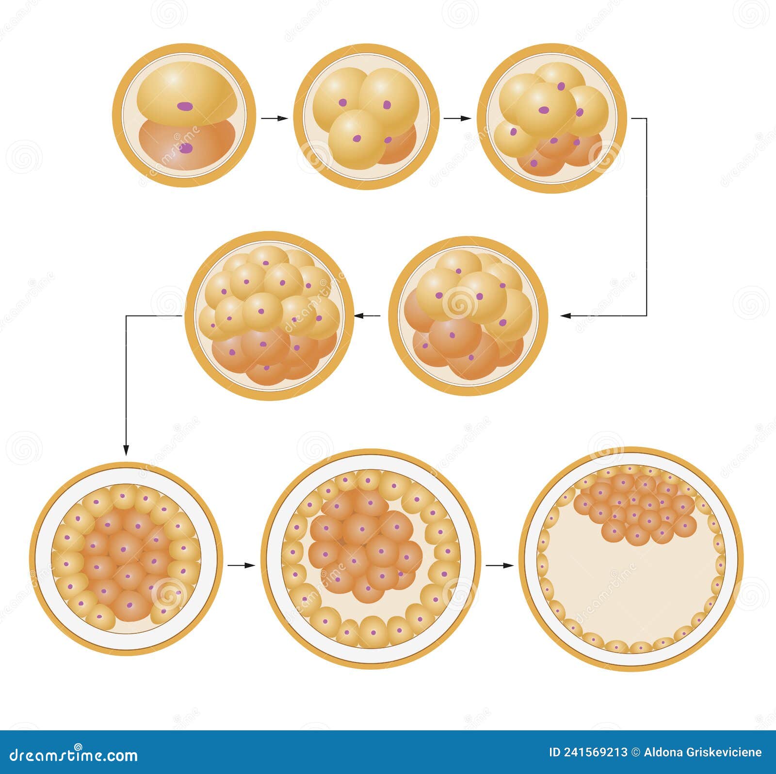 Segmentation of the Ovum. the Human Body Arises from the Egg-cell Stock ...