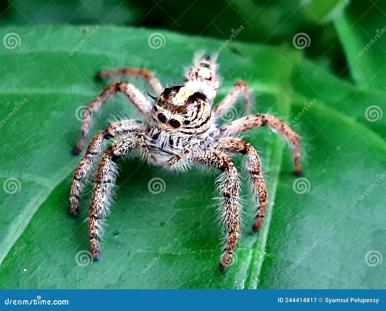 Segmented Animal Spider Has Eight Legs Stock Image - Image of spider ...
