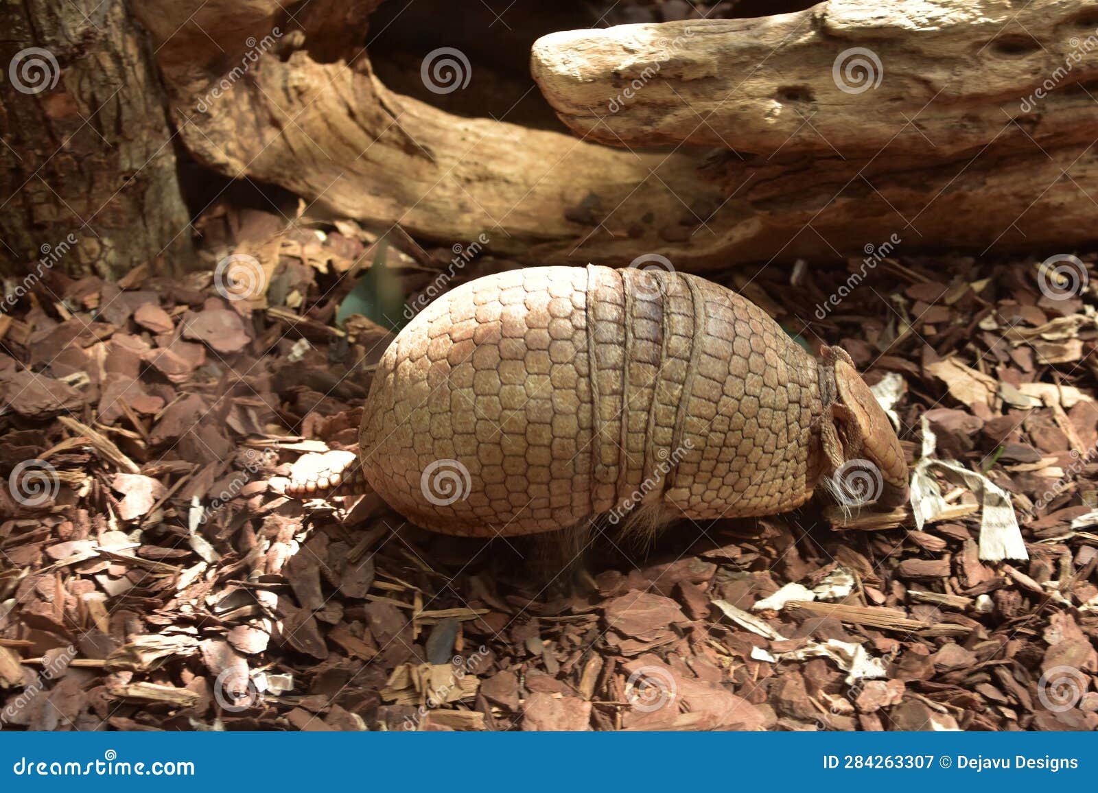 Segmented Armadillo with a Hard Shell on His Back Stock Image - Image ...