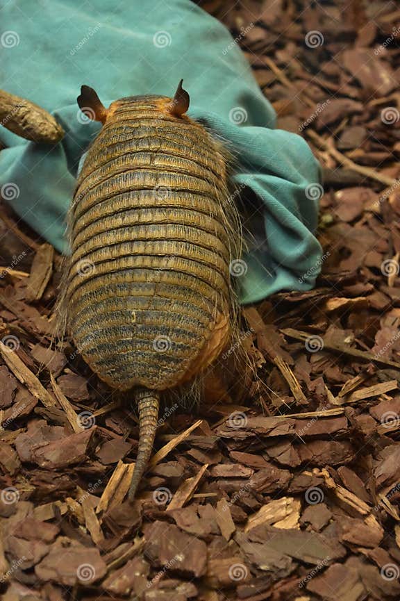 Looking at the Backside of an Armadillo Stock Image - Image of wildlife ...