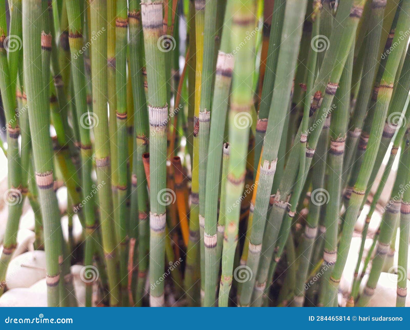 The Segmented Flowers Resemble Bamboo Trees Stock Photo | CartoonDealer ...