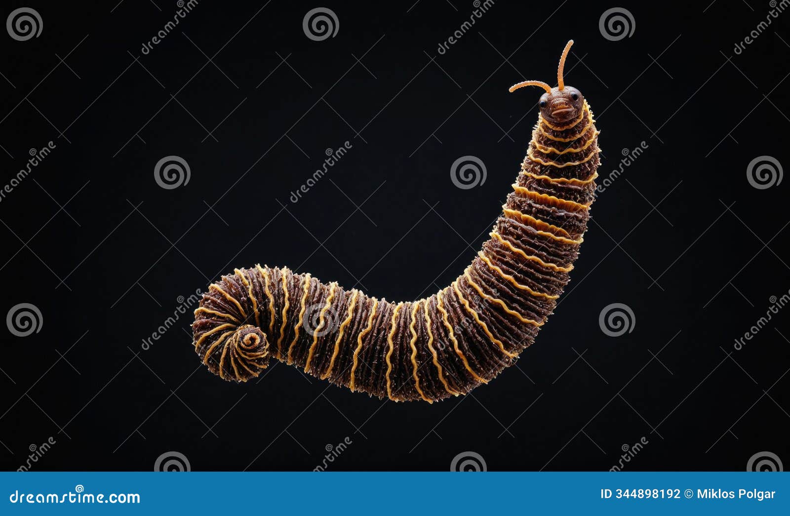 Segmented Worm Helminth Vector Concept Modern Outline Icon ...