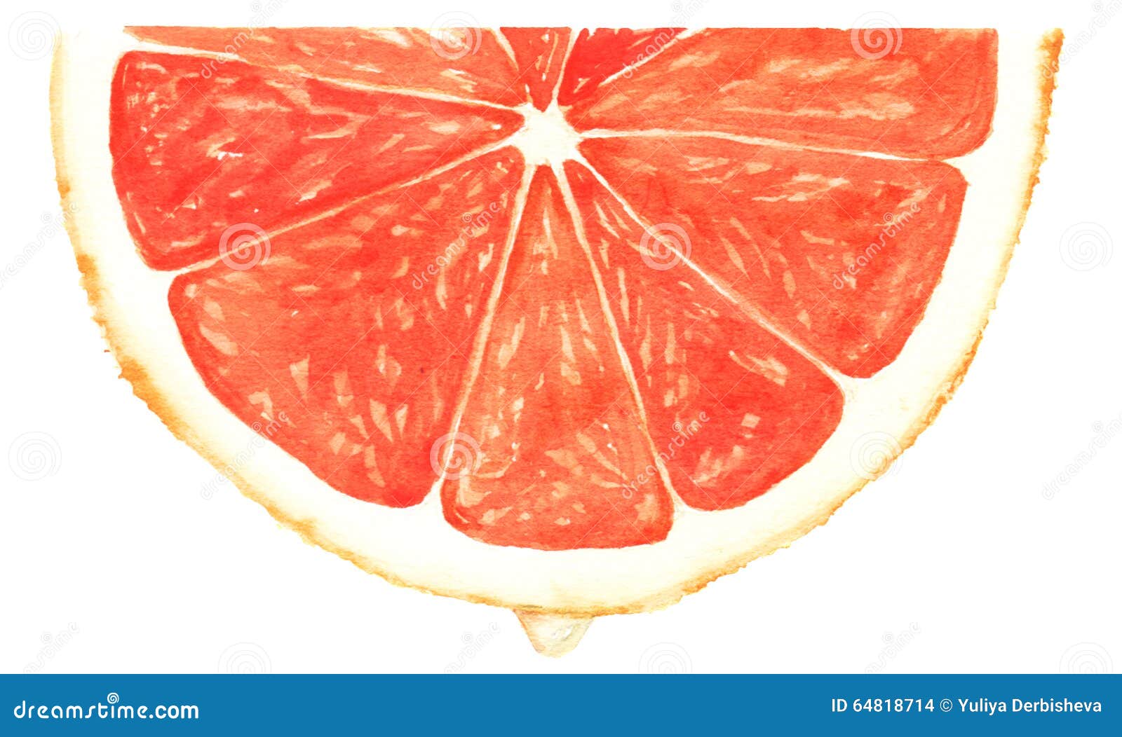 Segmento Del Pompelmo Rosso Fotografia Stock - Illustrazione di pittura ...