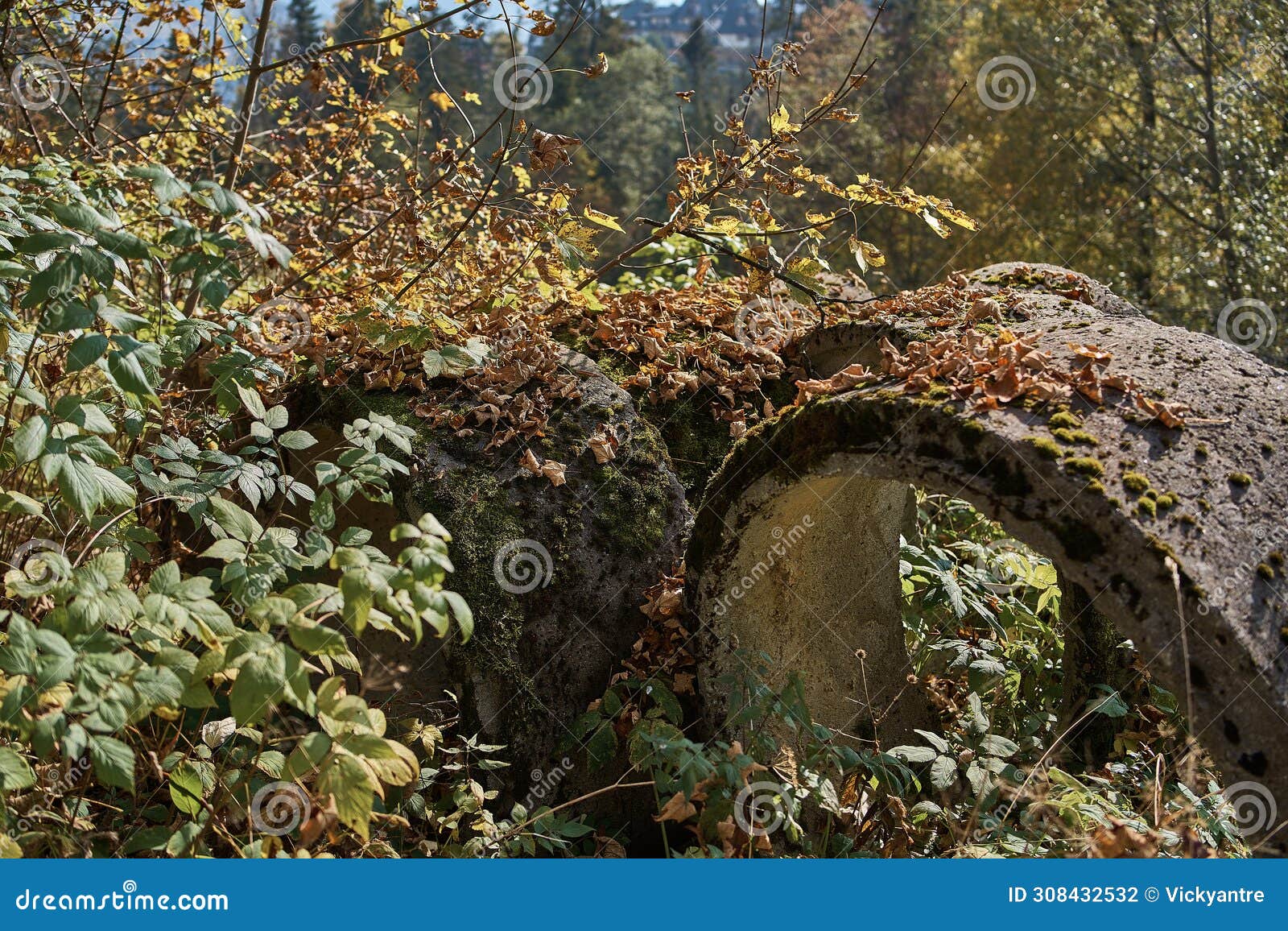 Segments of a Huge Concrete Pipe Covered in Moss in the Forest Stock ...