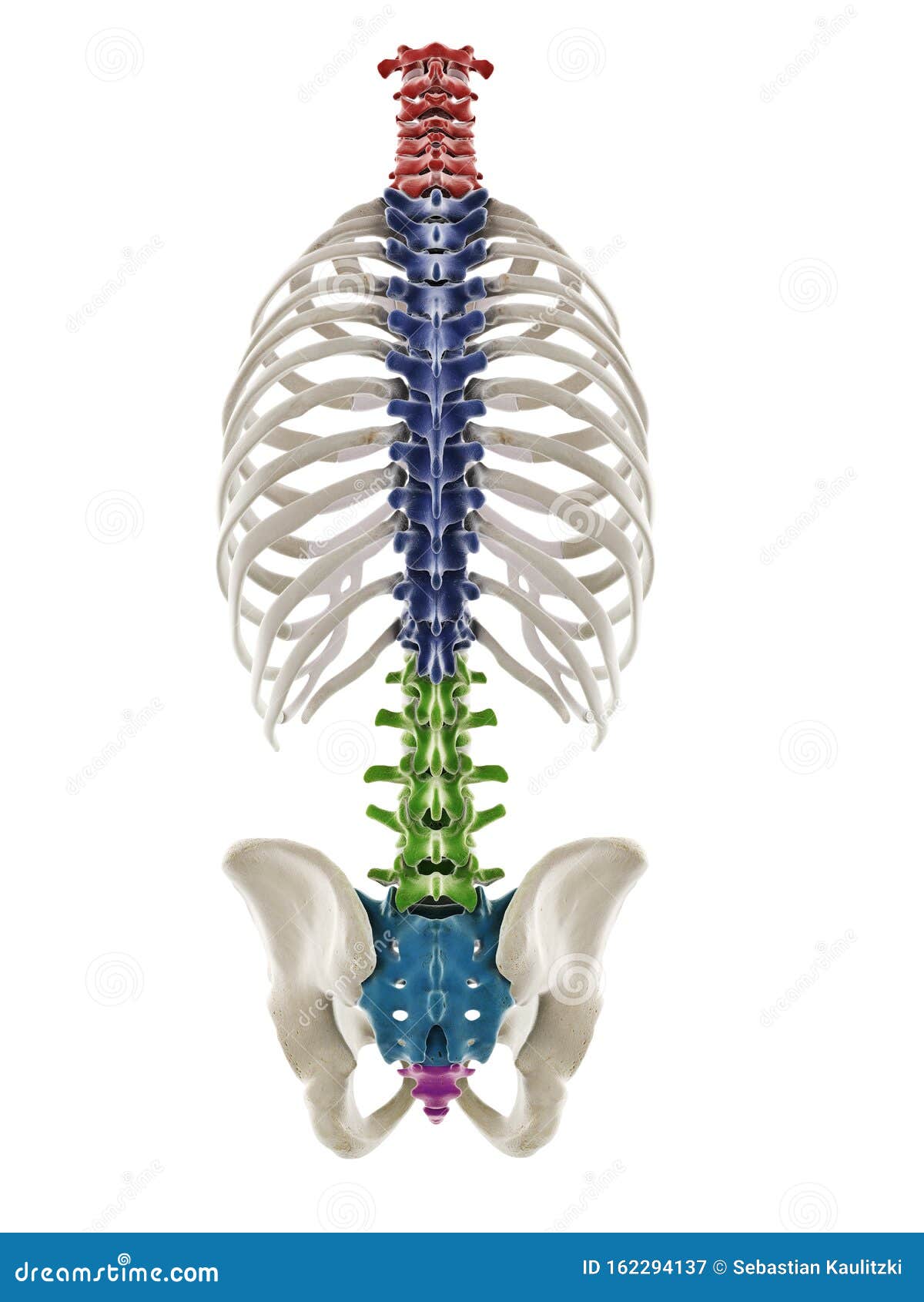 The Segments of the Human Spine Stock Illustration - Illustration of ...