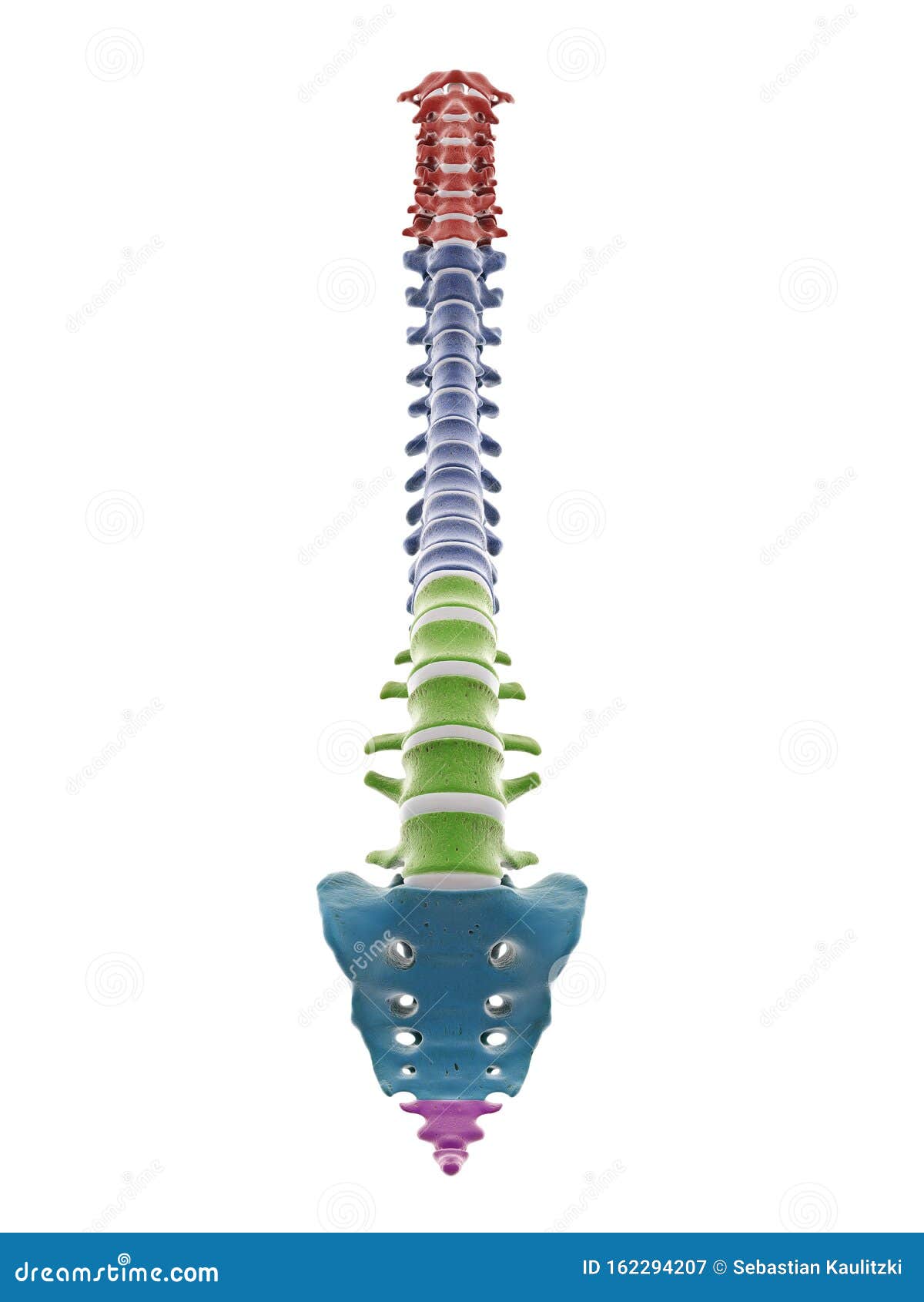 The Segments of the Human Spine Stock Illustration - Illustration of ...