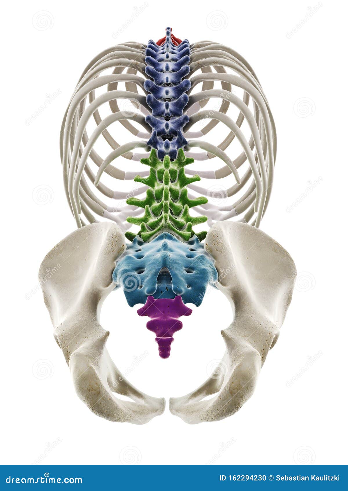 The Segments Of The Human Spine Royalty-Free Illustration ...