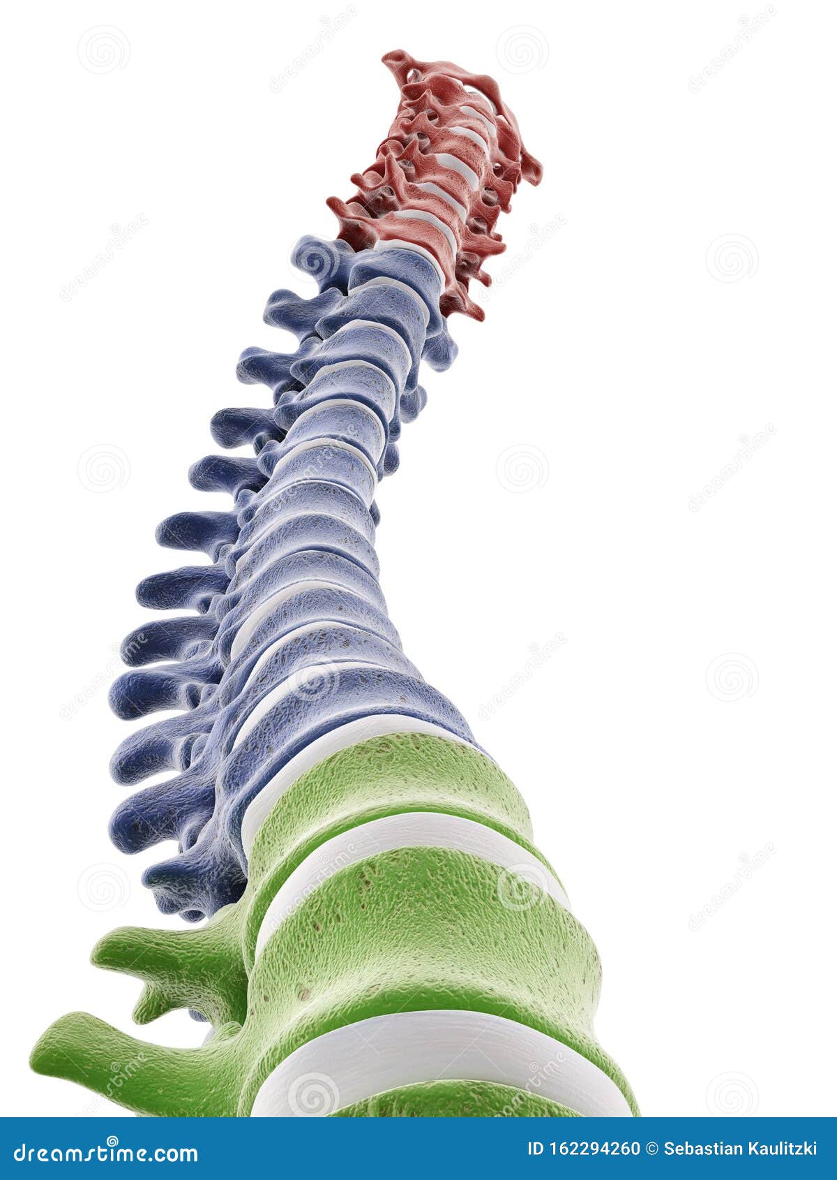 The Segments of the Human Spine Stock Illustration - Illustration of ...