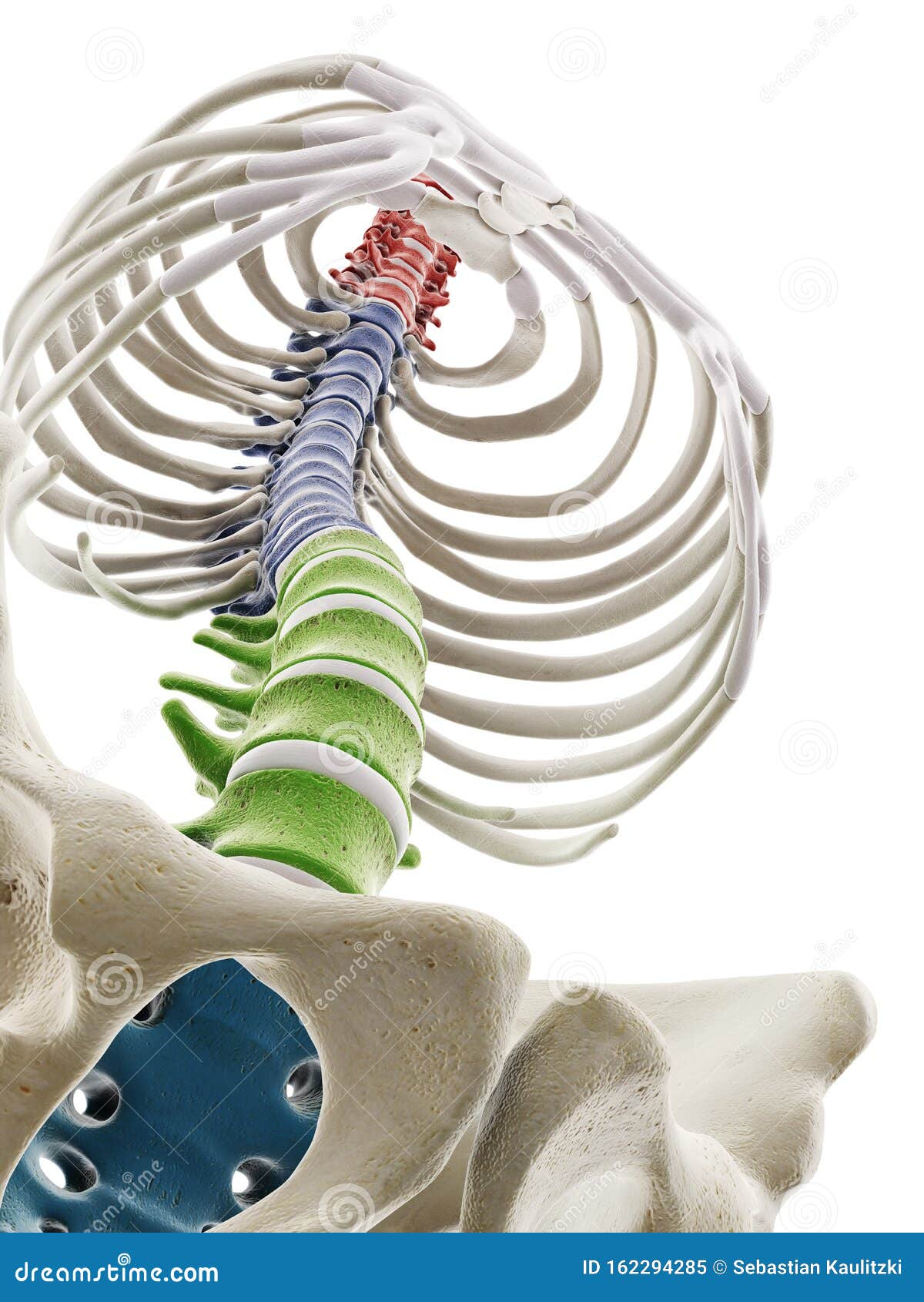The Segments of the Human Spine Stock Illustration - Illustration of ...