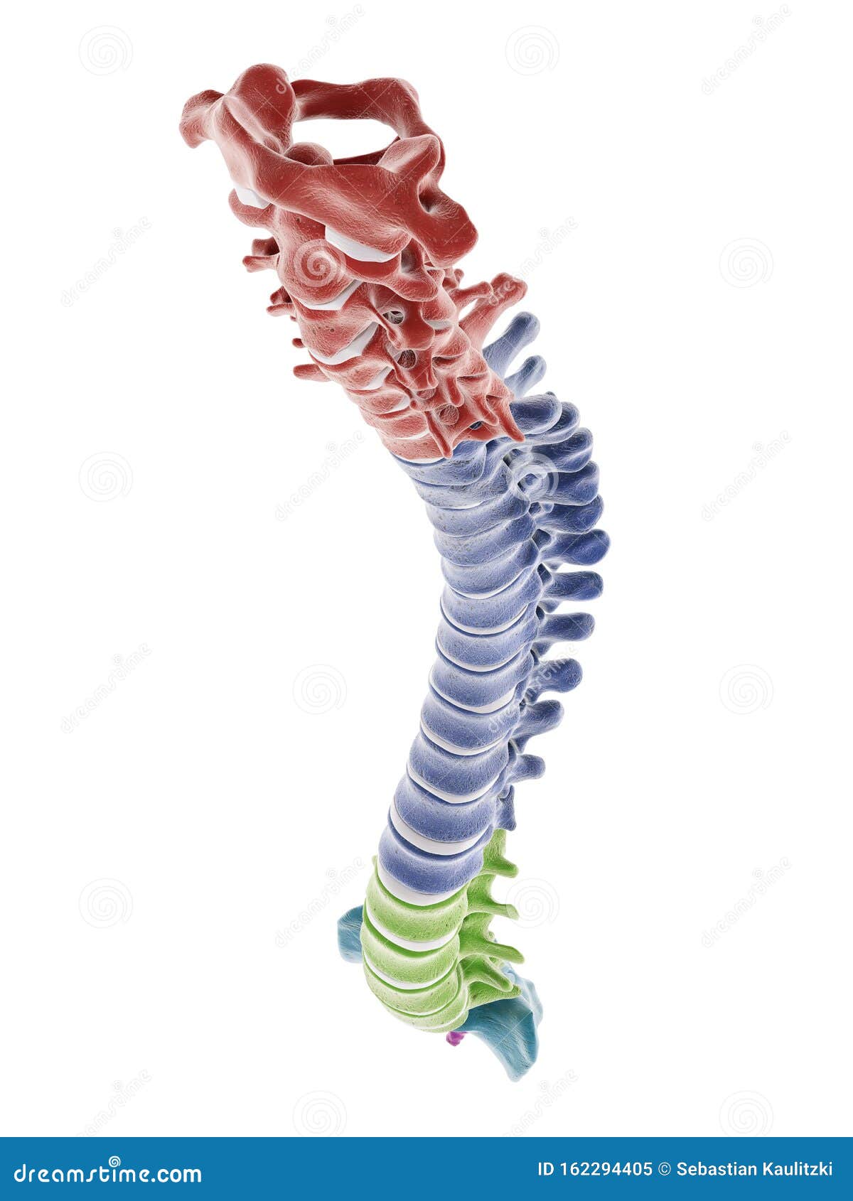 The Segments of the Human Spine Stock Illustration - Illustration of ...