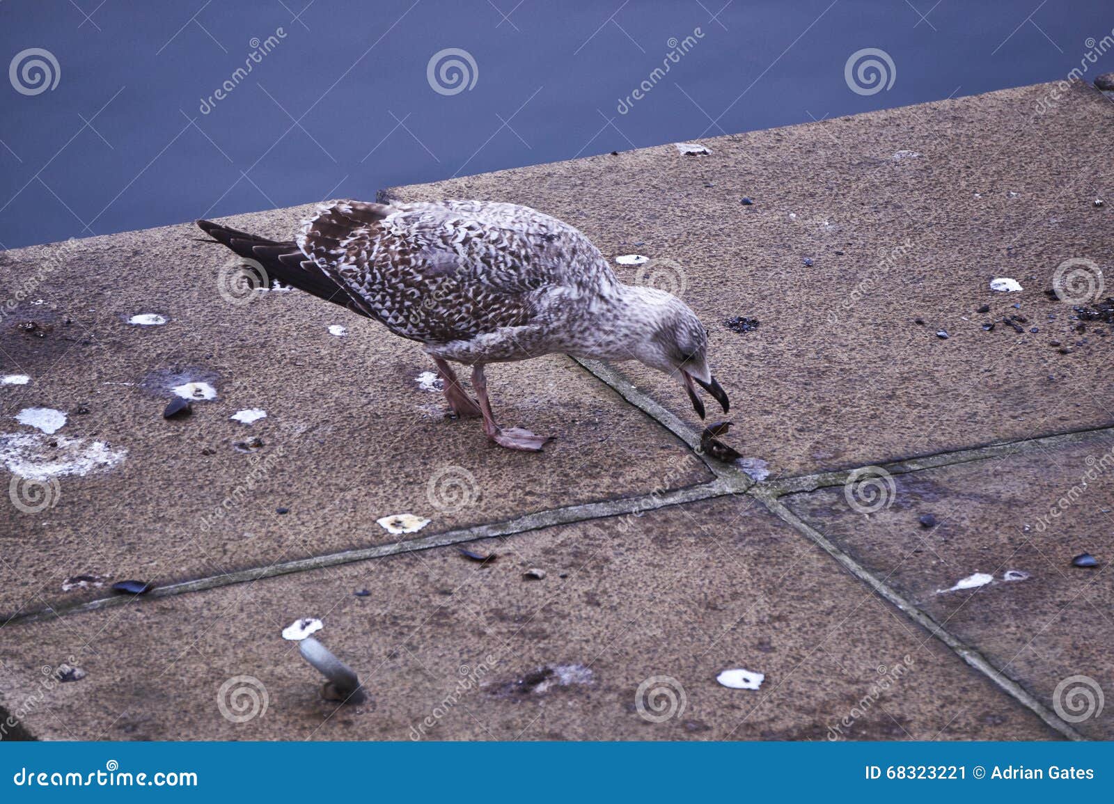 Segull stock image. Image of animal, outdoors, eating - 68323221