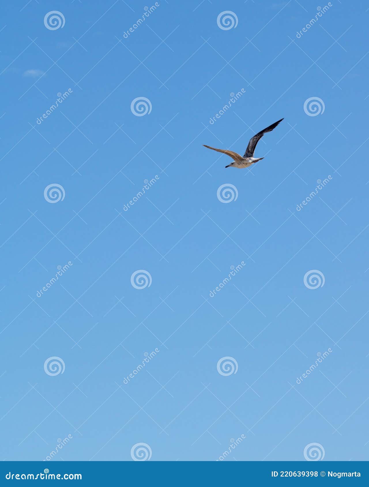 Segull flying in the sky stock photo. Image of europe - 220639398