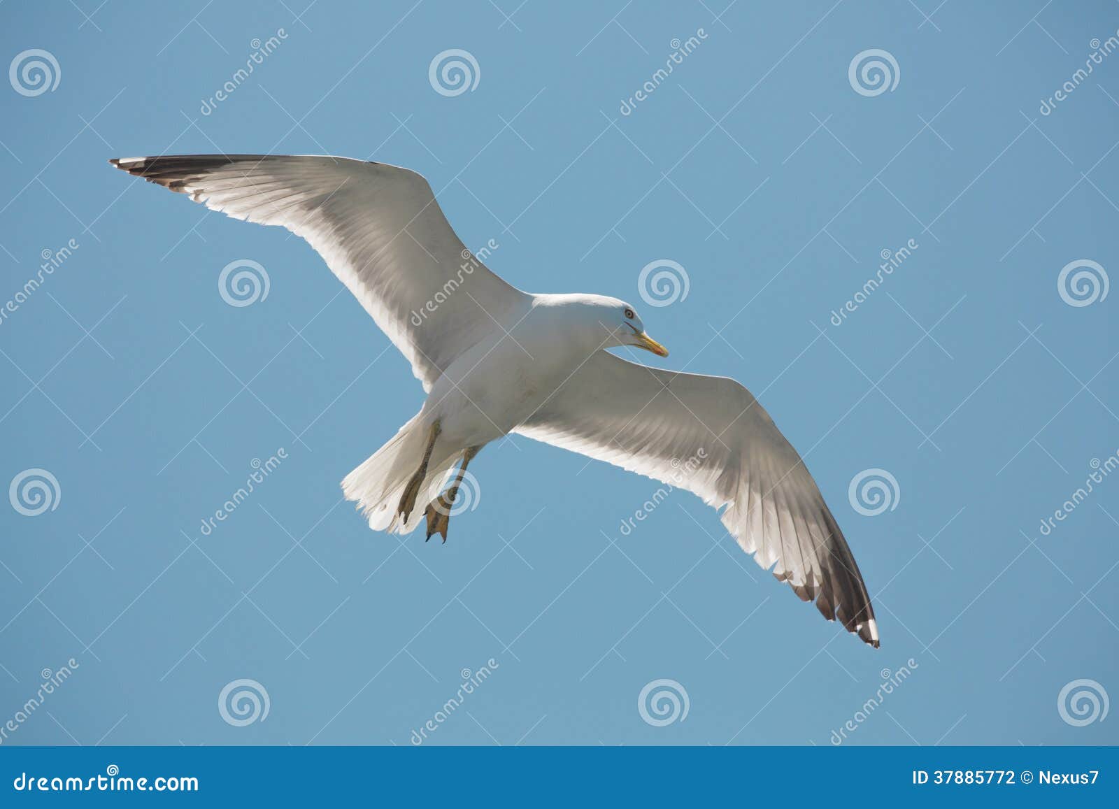Segull stock photo. Image of soaring, eather, beautiful - 37885772