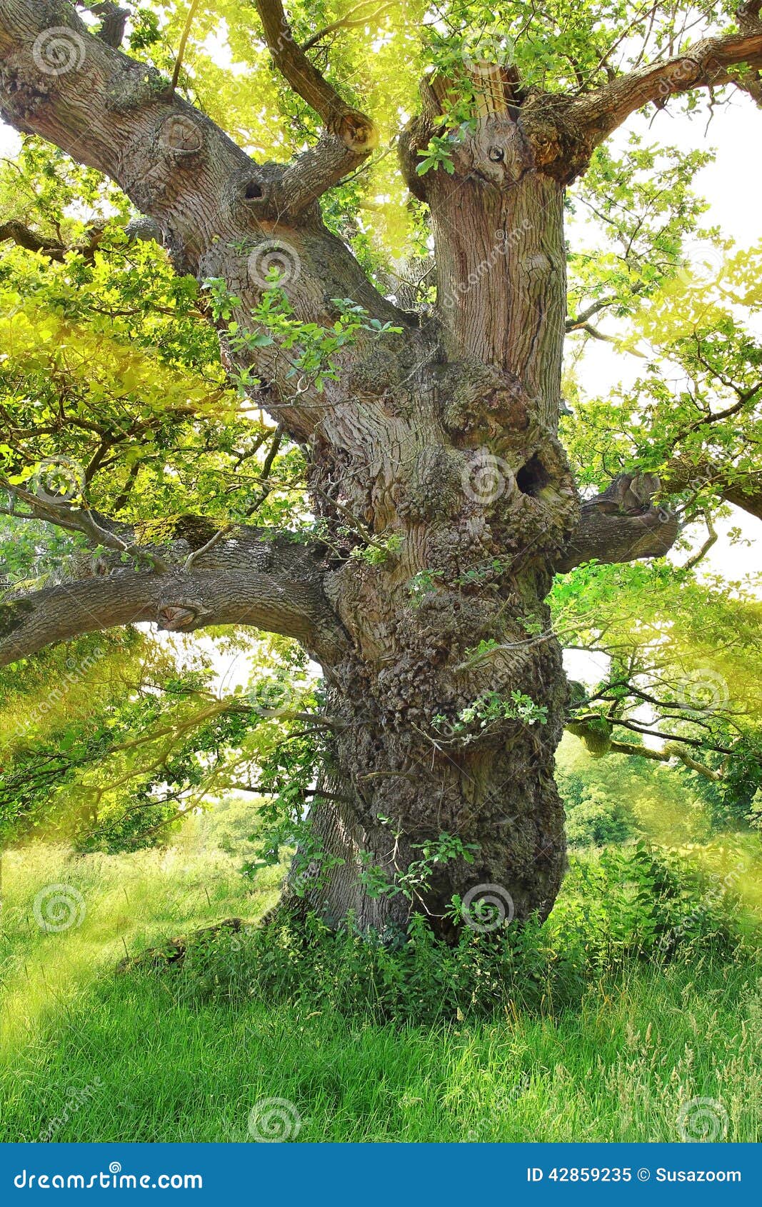 Sehr Alte Knotige Eiche, Hintergrundbeleuchtet Stockbild - Bild von ...