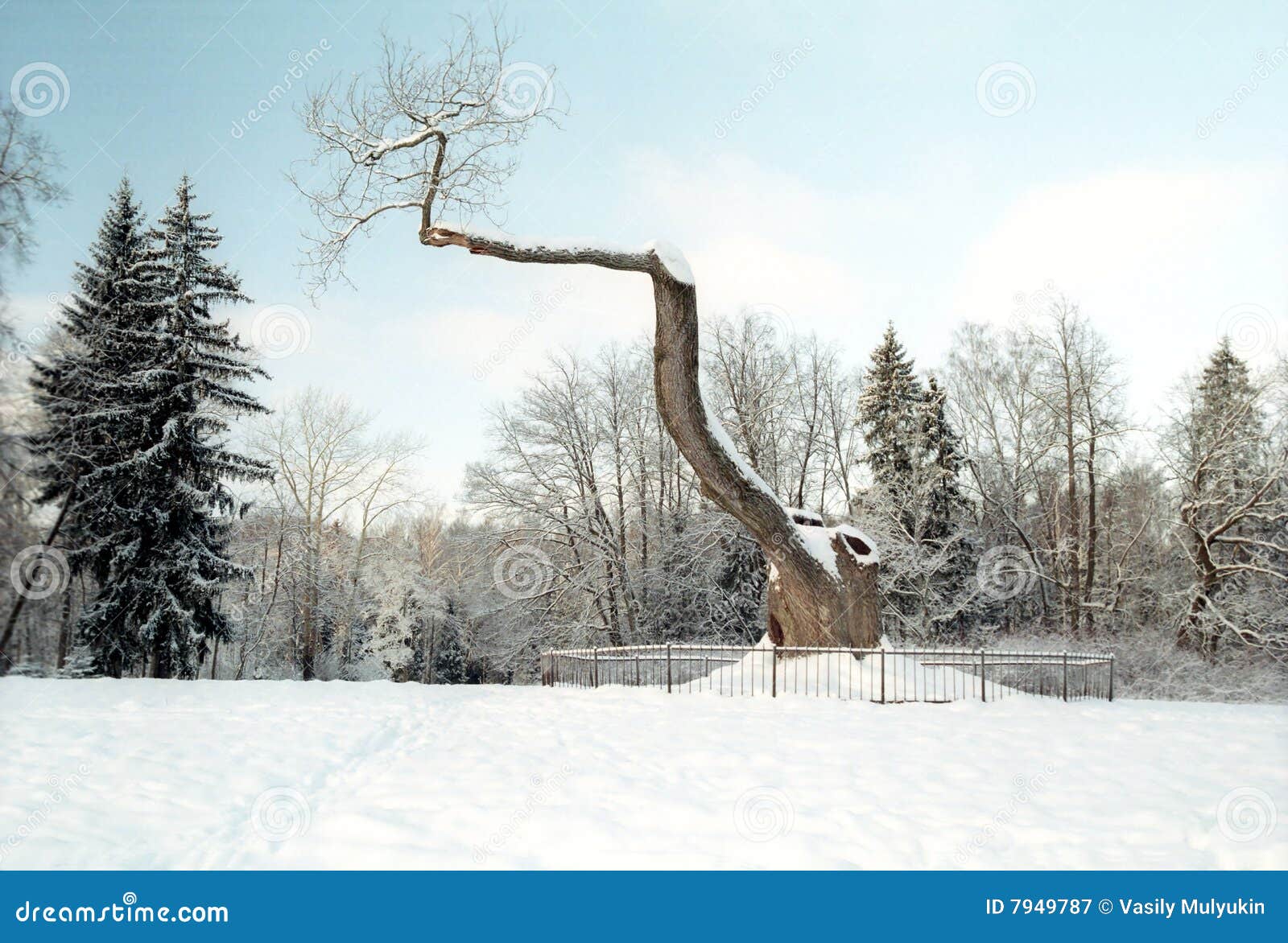 Sehr alter Eichenbaum stockbild. Bild von tanne, pflanzen - 7949787