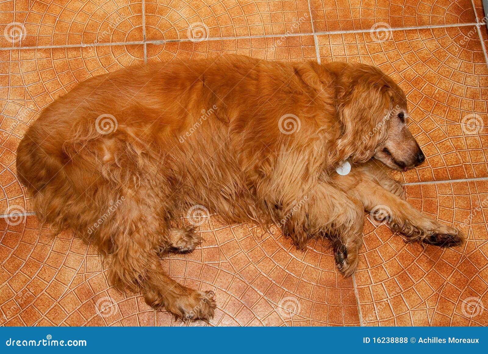 Sehr alter Hund stockfoto. Bild von hund, bart, erwachsener - 16238888