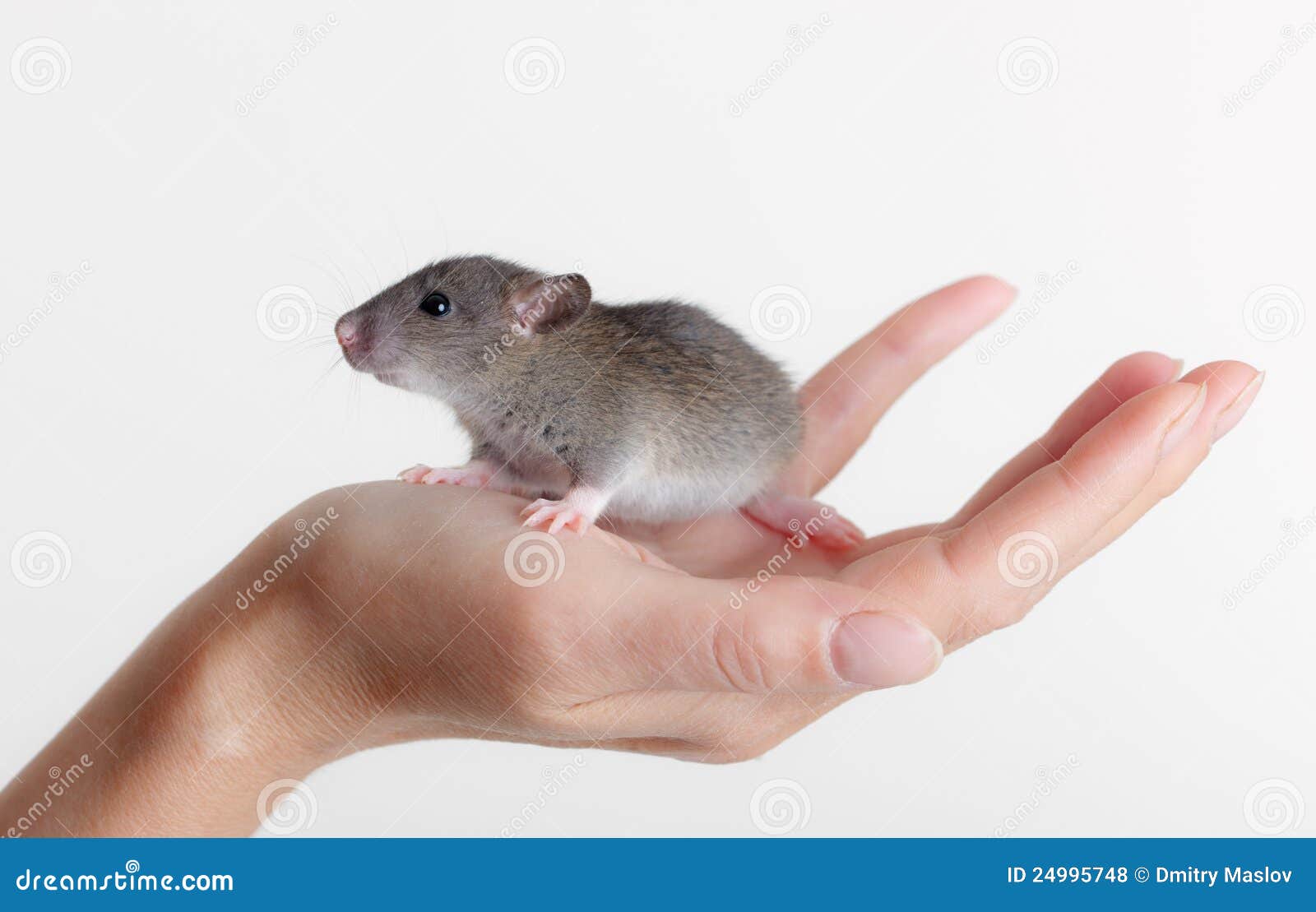 Sehr kleine junge Ratte stockfoto. Bild von hintergründe - 24995748