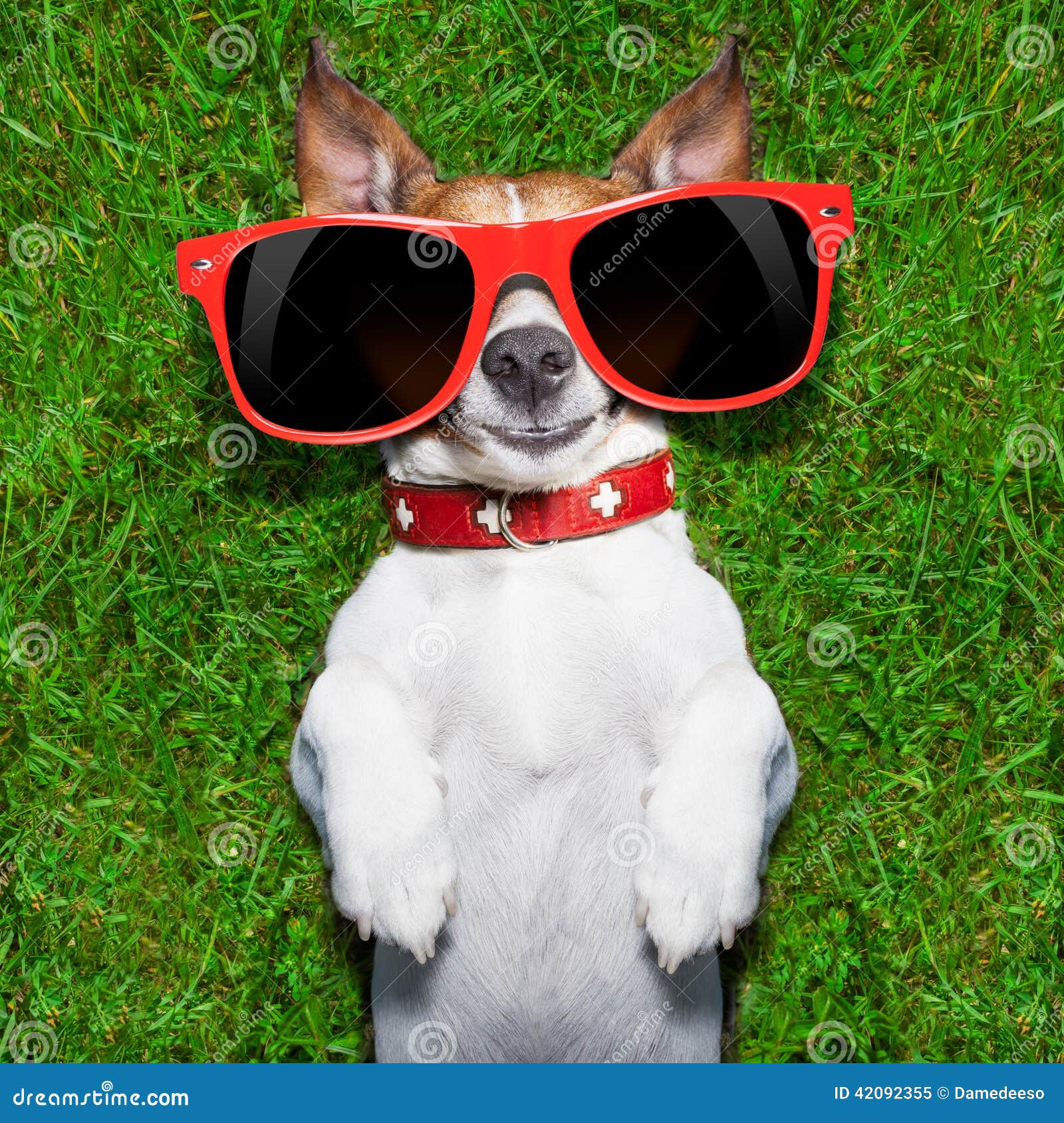 Sehr lustiger Hund stockbild. Bild von komisch, stumm - 42092355