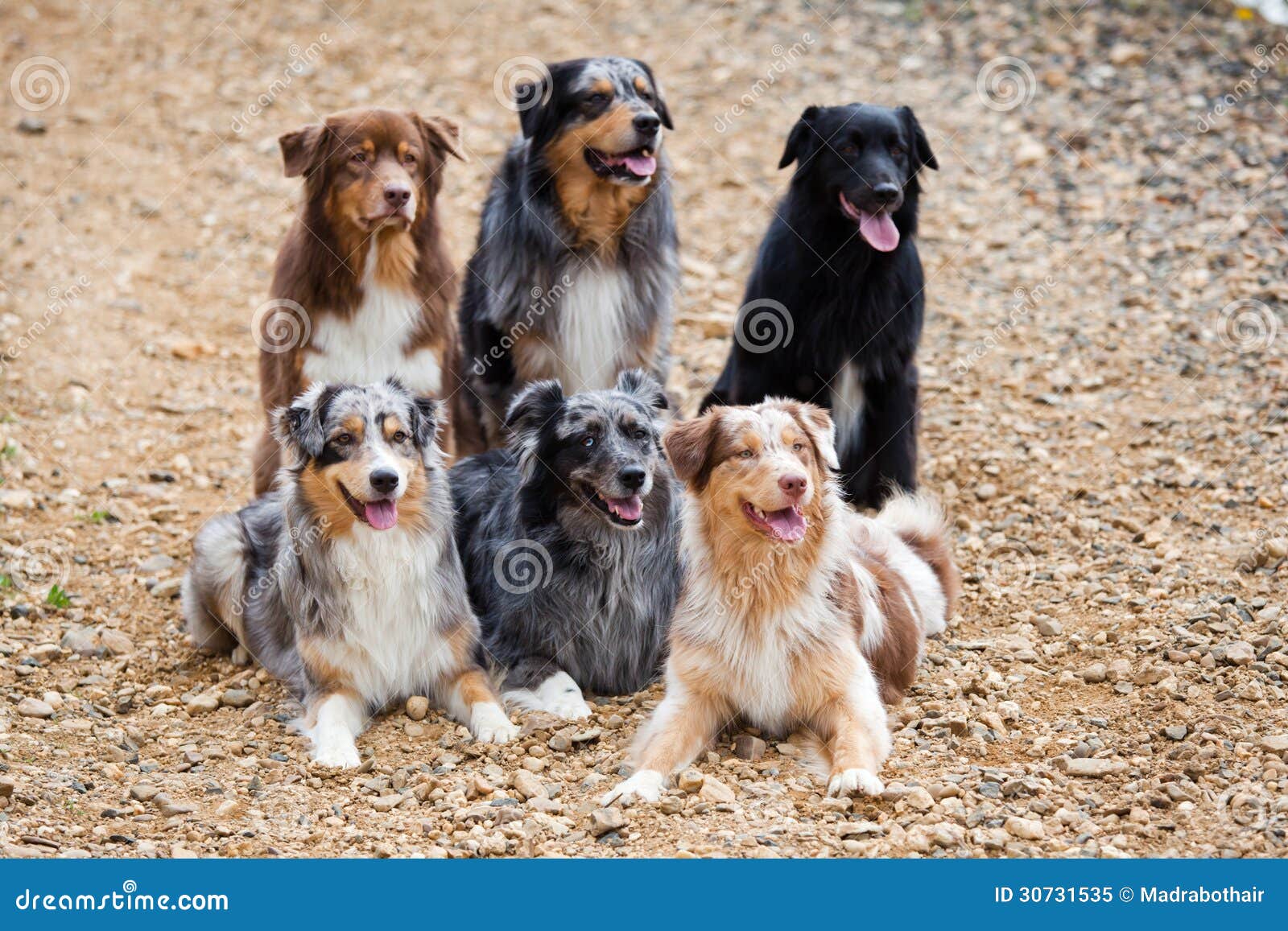 Sei Cani Da Pastore Australiani Immagine Stock - Immagine di ritratto ...
