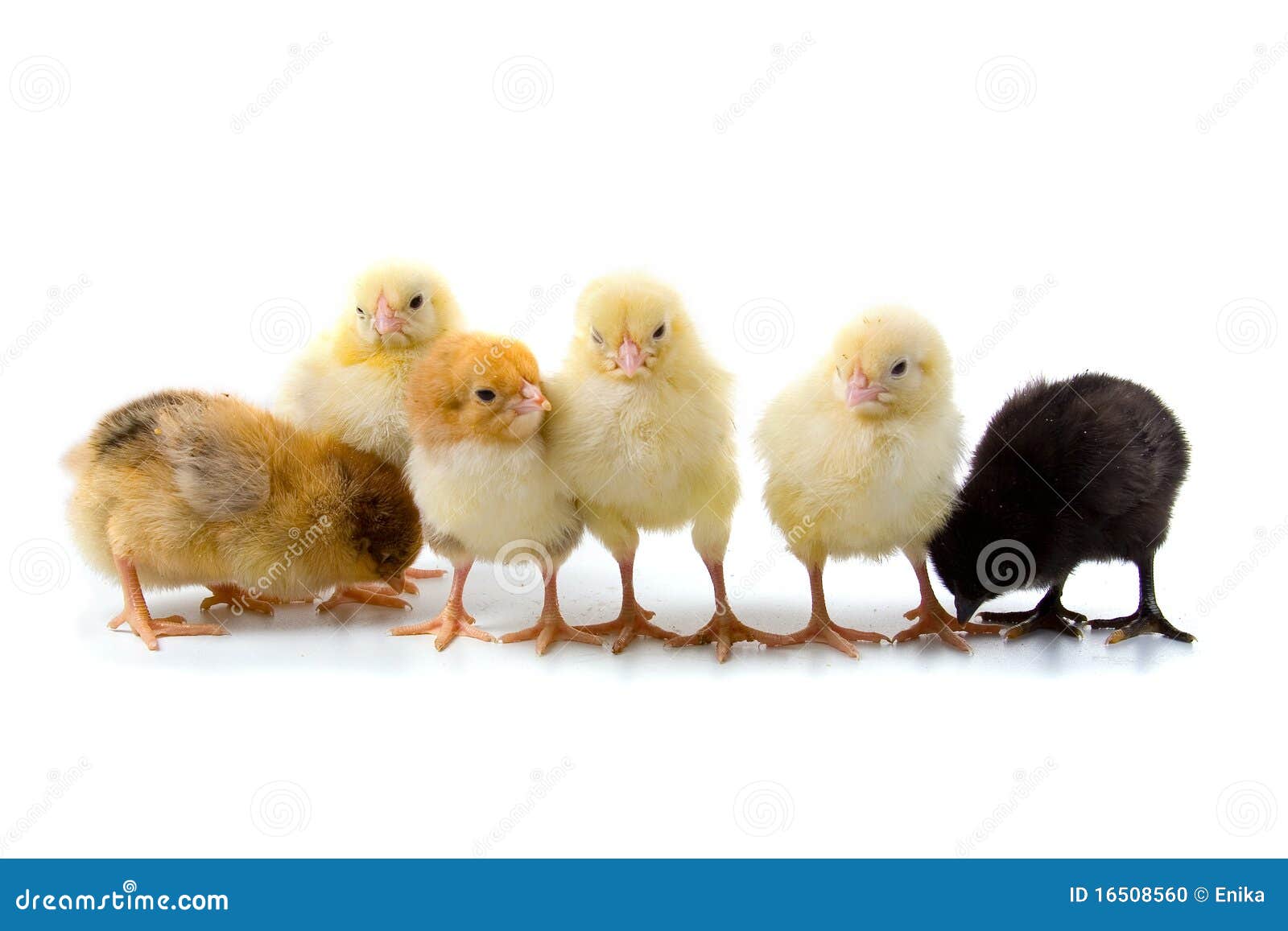 Seis pollos foto de archivo. Imagen de divertido, estudio - 16508560