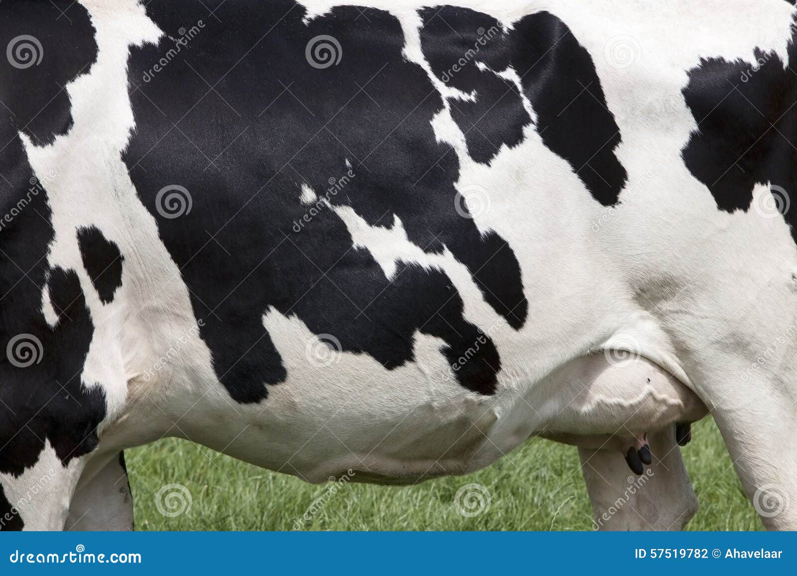 Seite Der Kuh Mit Schwarzen Flecken Auf Weißem Fell Stockfoto - Bild ...