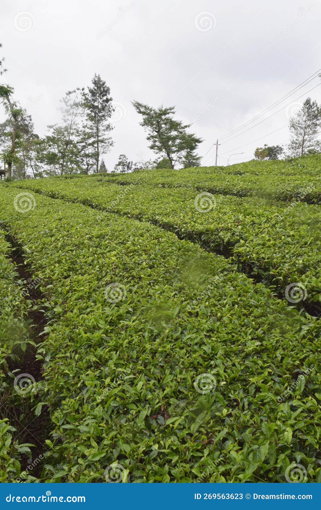 Tea Garden on the Slopes of Mount Sumbing, Wonosobo, Central Java ...