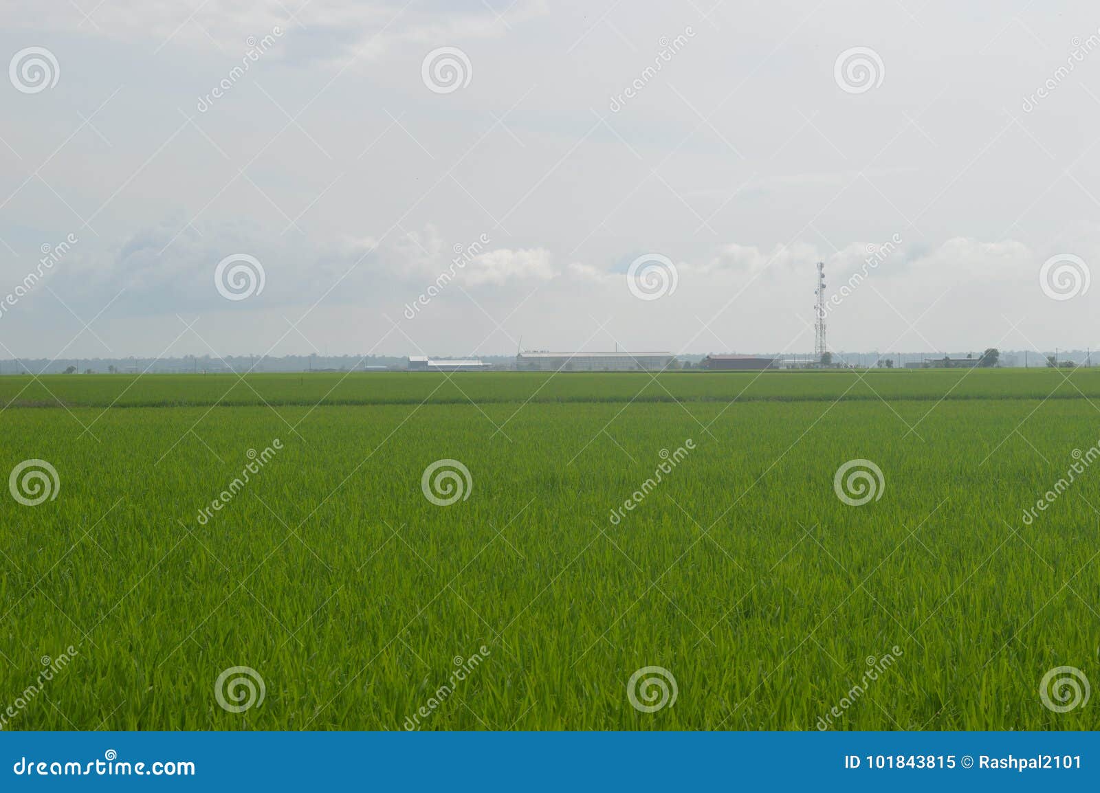 Sekinchan Padi Field stockbild. Bild von landschaften - 101843815