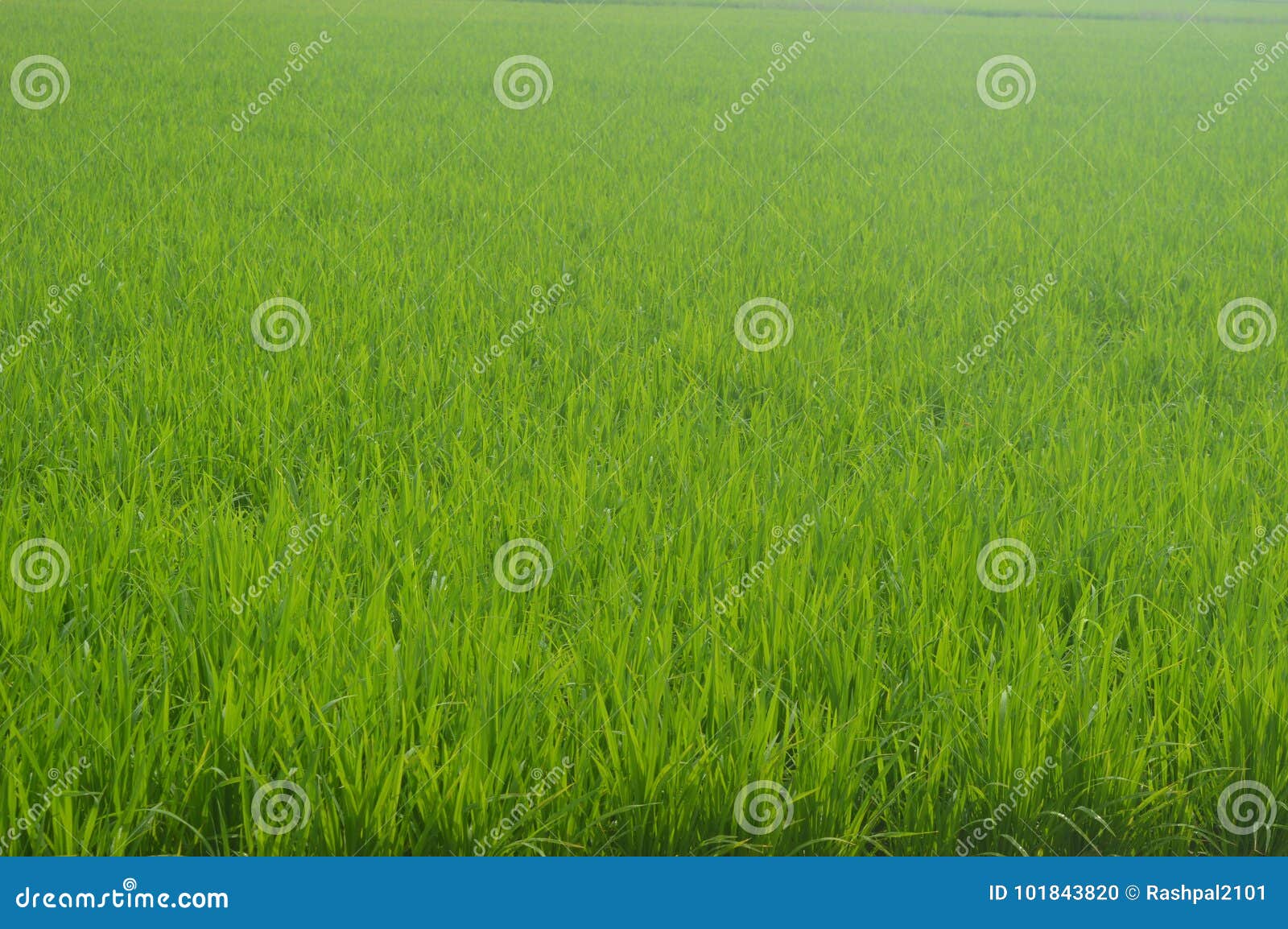 Sekinchan Padi Field photo stock. Image du automne, zone - 101843820