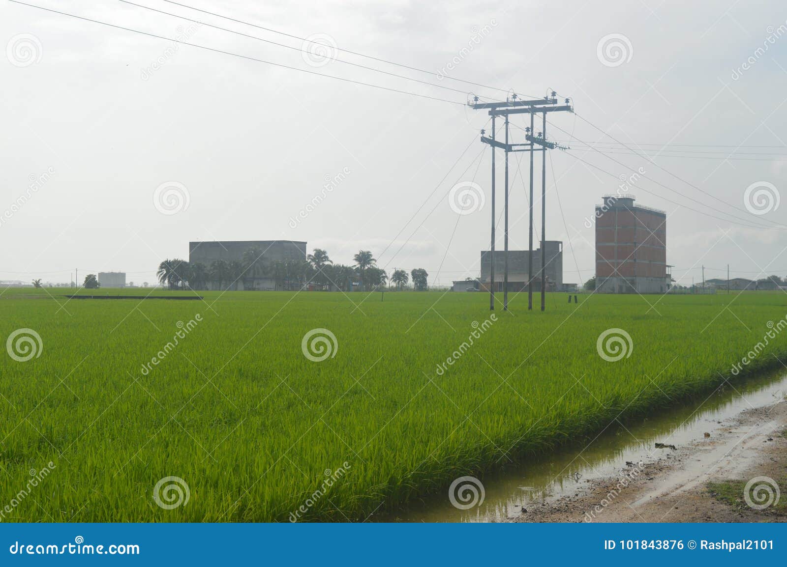 Sekinchan Padi Field foto de archivo. Imagen de campo - 101843876