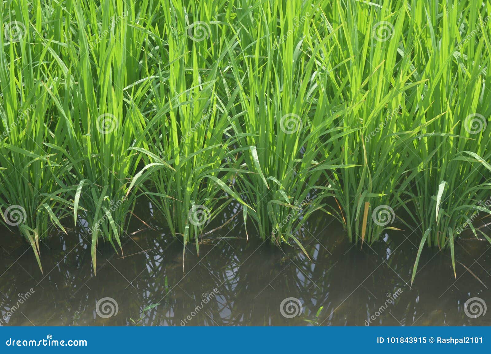 Sekinchan Padi Field imagen de archivo. Imagen de hermoso - 101843915