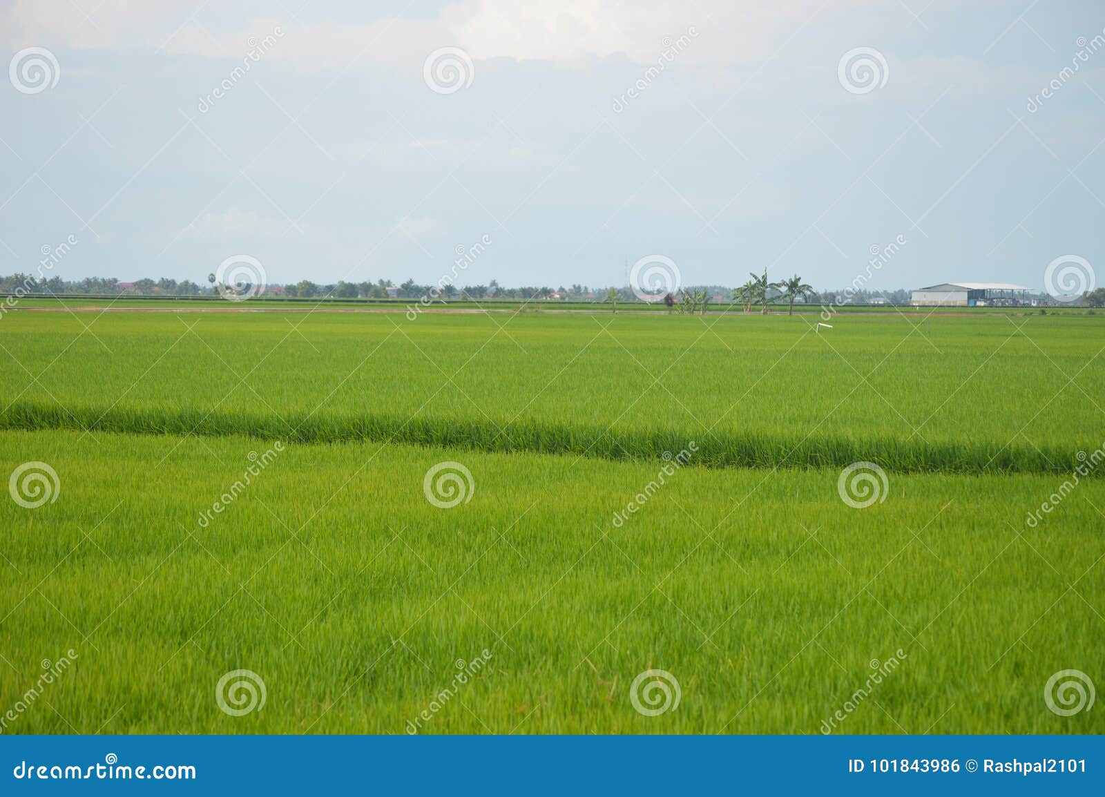 Sekinchan Padi Field foto de archivo. Imagen de arrozal - 101843986